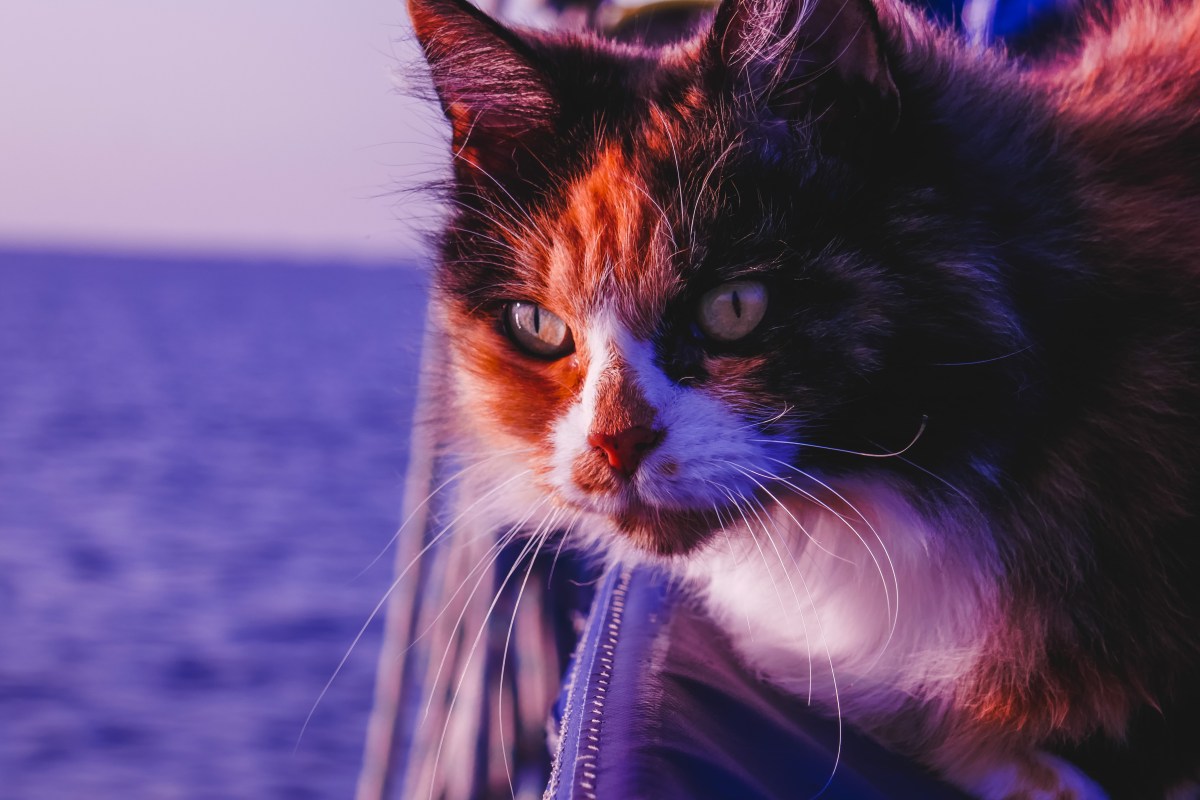 Essential Tips for Cat-Friendly Adventures at Sea – Sailing El Burro
